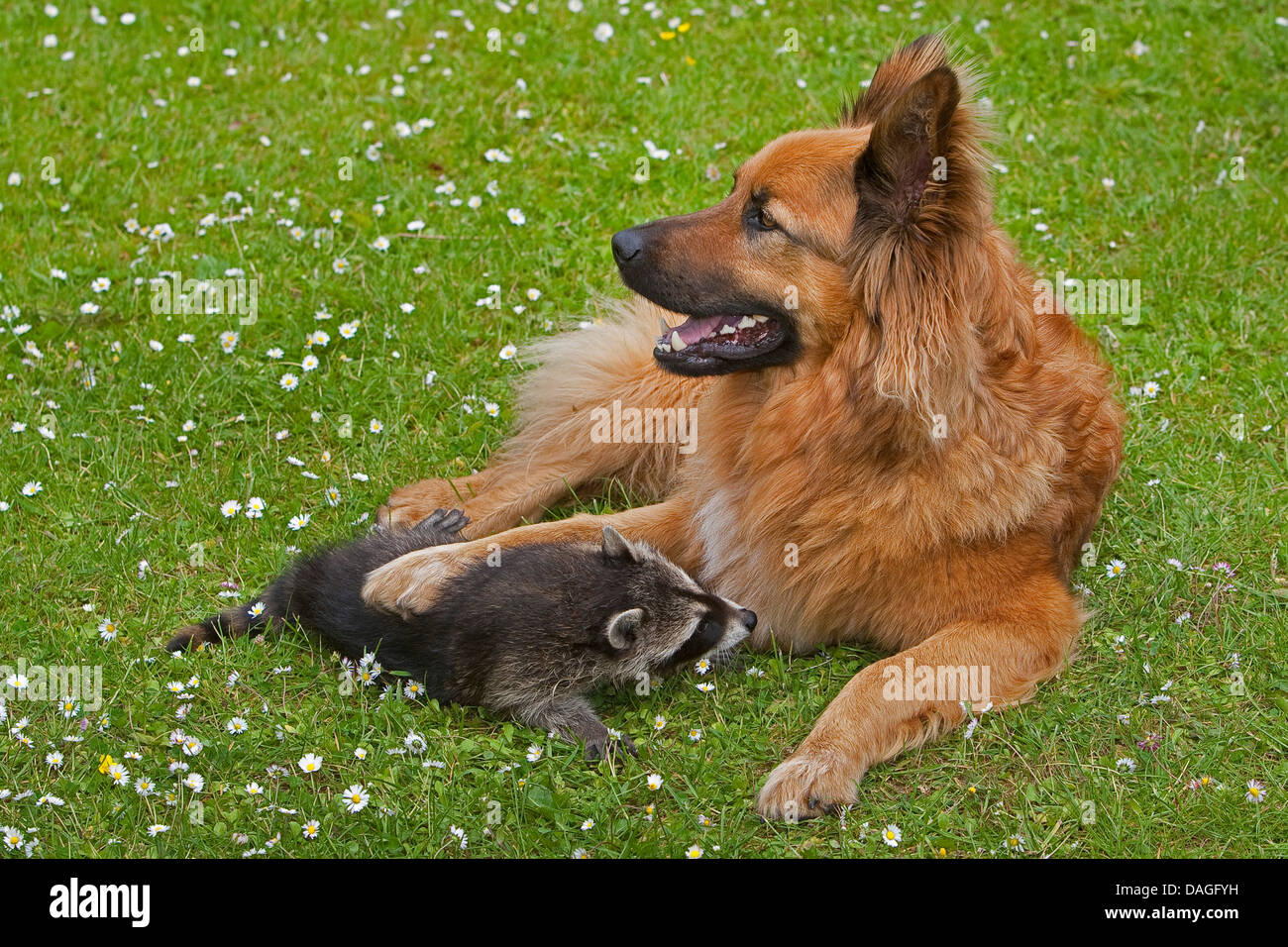 common raccoon (Procyon lotor), hand-raised juvenile raccoon playing ...