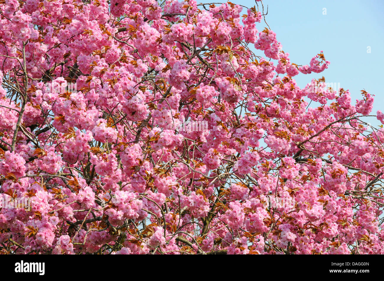Ornamental cherry tree prunus spec hi-res stock photography and images ...