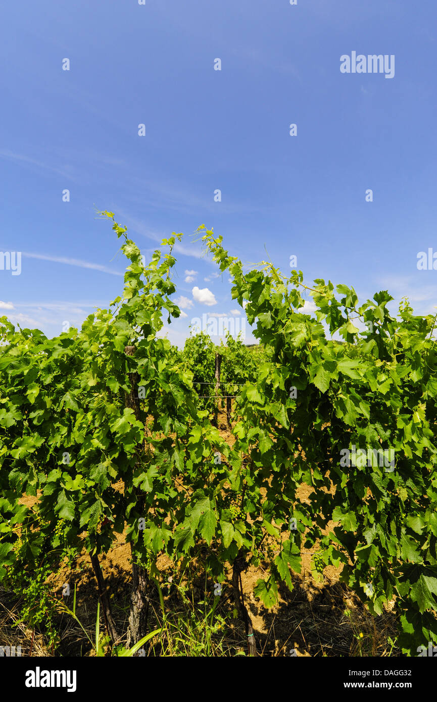 Istria, Croatia, Krasica Stock Photo - Alamy