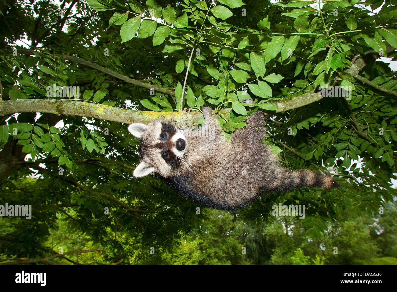 common raccoon (Procyon lotor), four months old male climbing on a tree ...