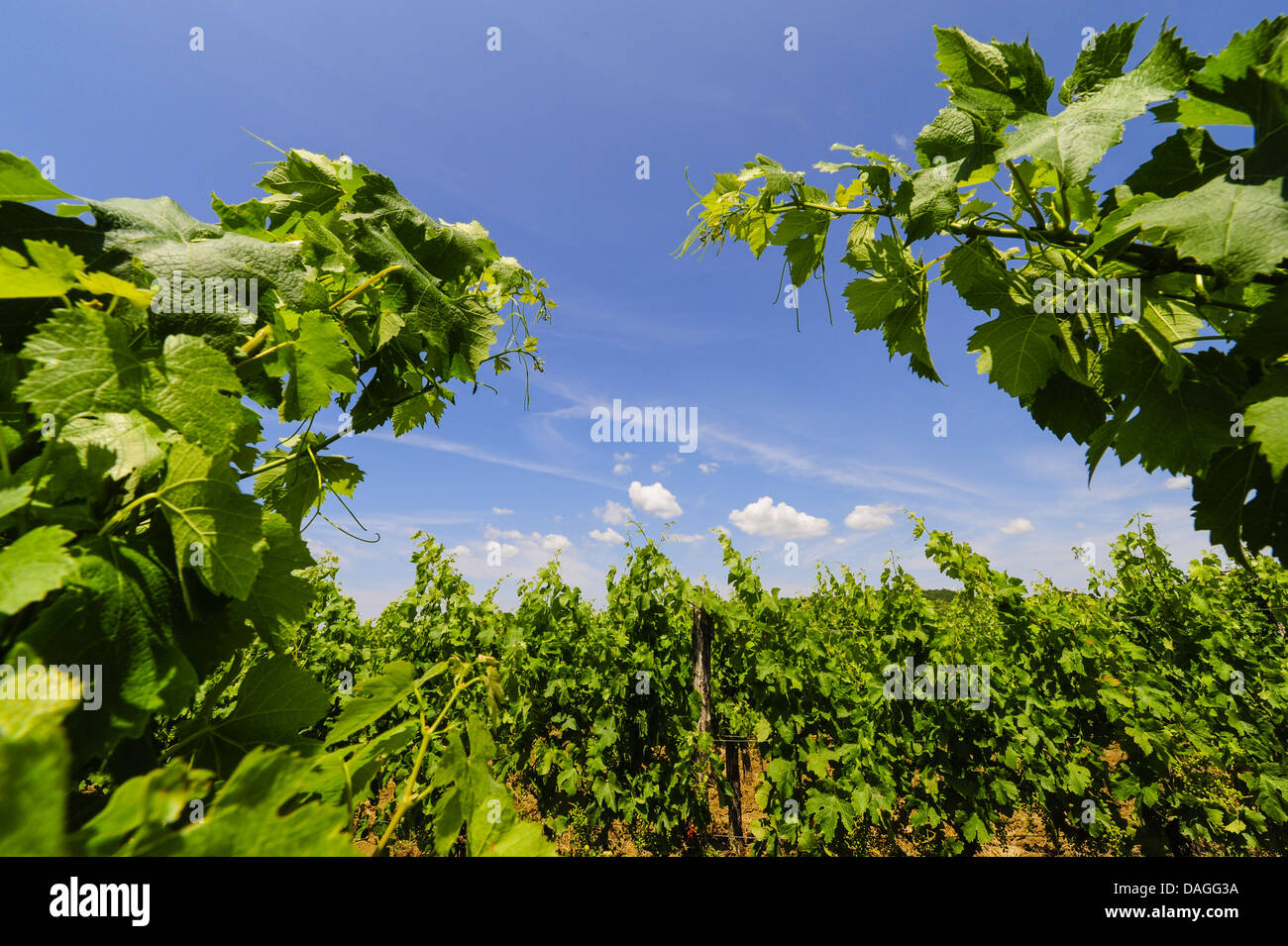 Istria, Croatia, Krasica Stock Photo - Alamy