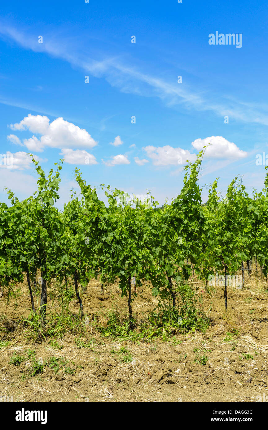 Istria, Croatia, Krasica Stock Photo - Alamy