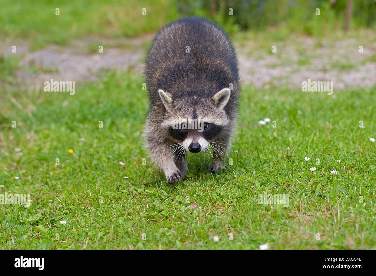 common raccoon (Procyon lotor), four month old male walking over a ...