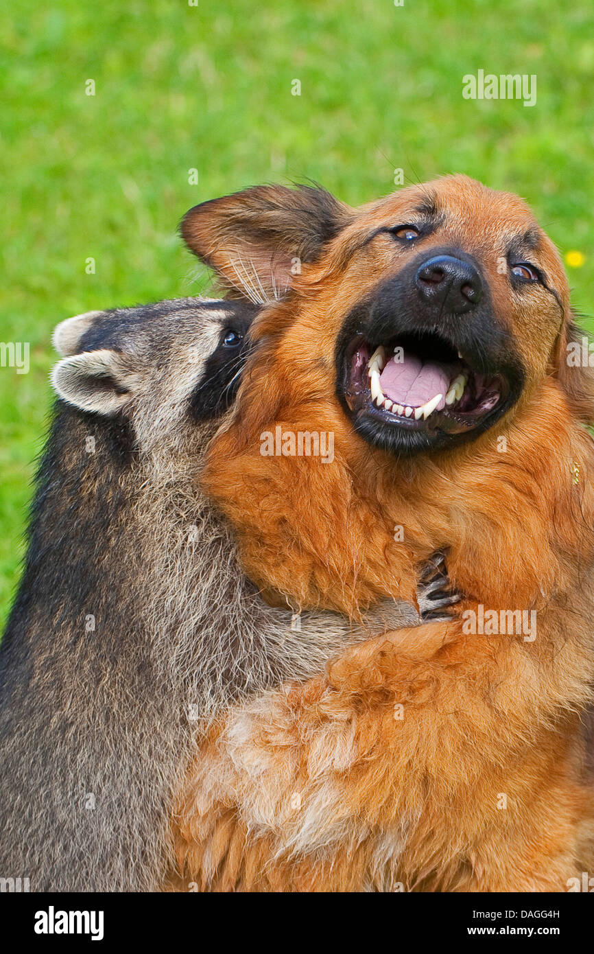 common raccoon (Procyon lotor), hand-raised juvenile raccoon playing ...
