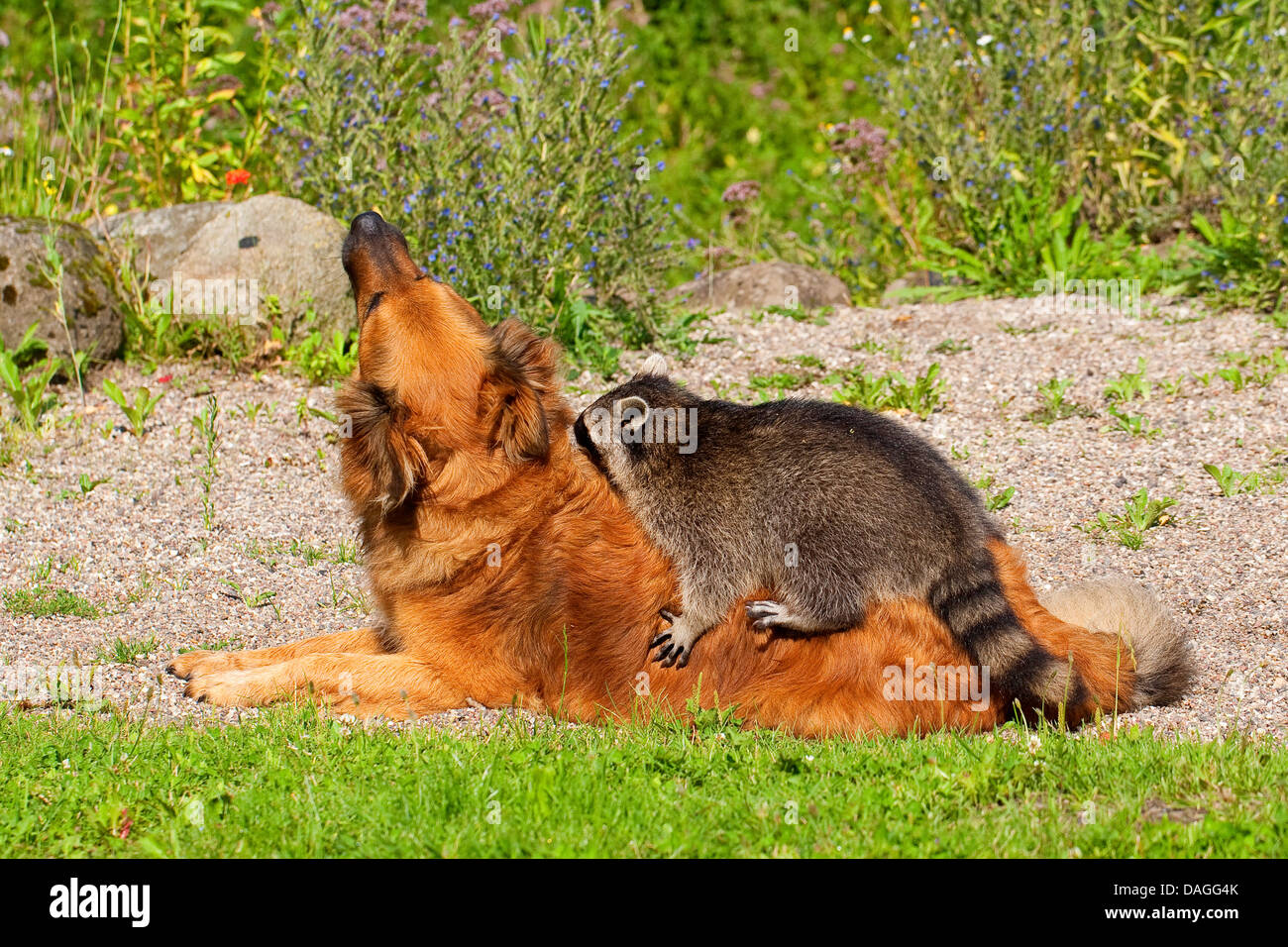 common raccoon (Procyon lotor), hand-raised juvenile raccoon playing ...