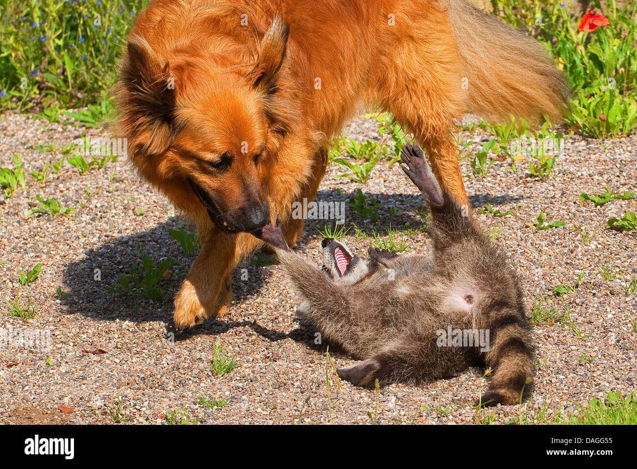 common raccoon (Procyon lotor), hand-raised juvenile raccoon playing ...
