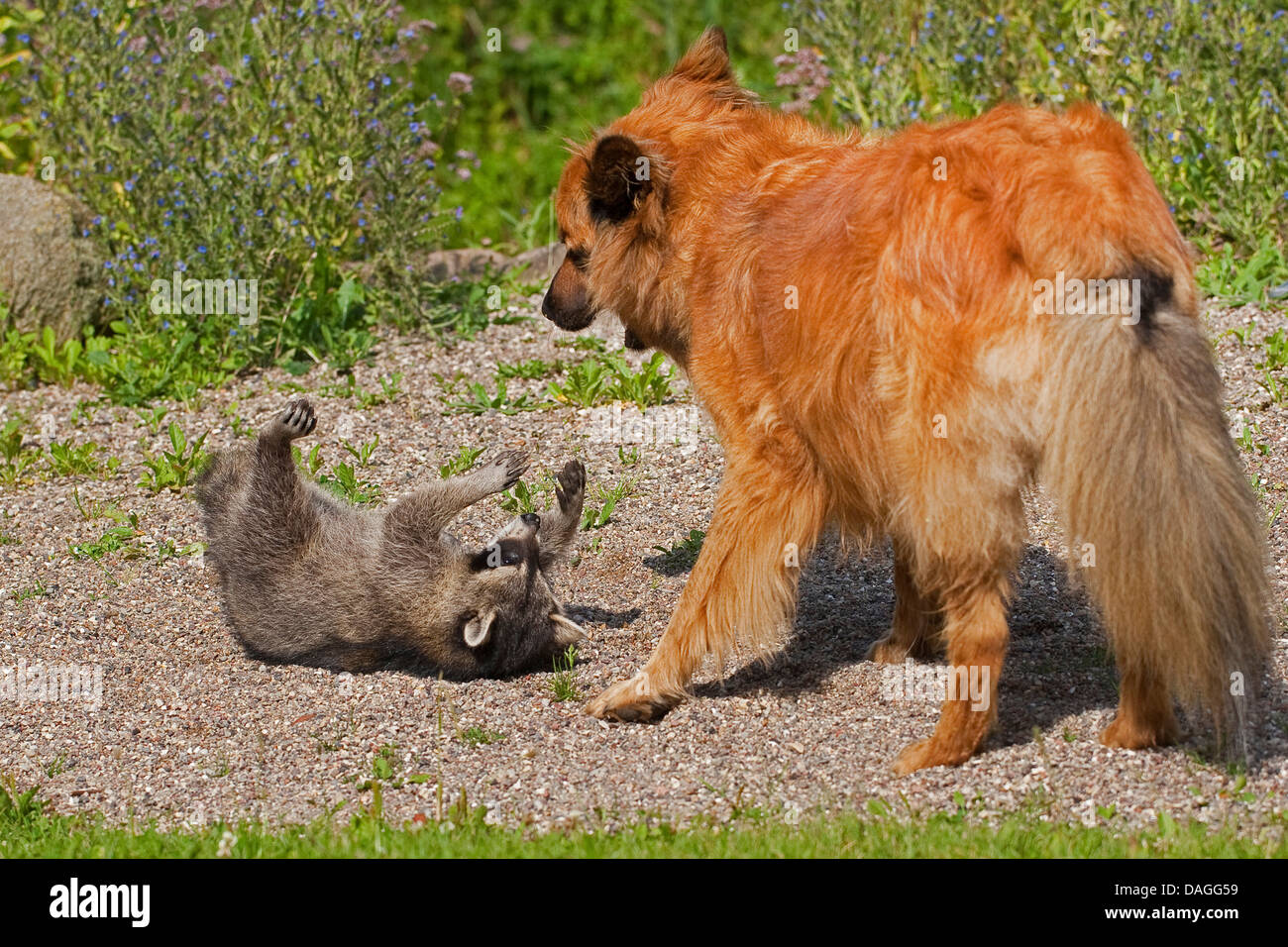 Raccoon dogs hi-res stock photography and images - Alamy