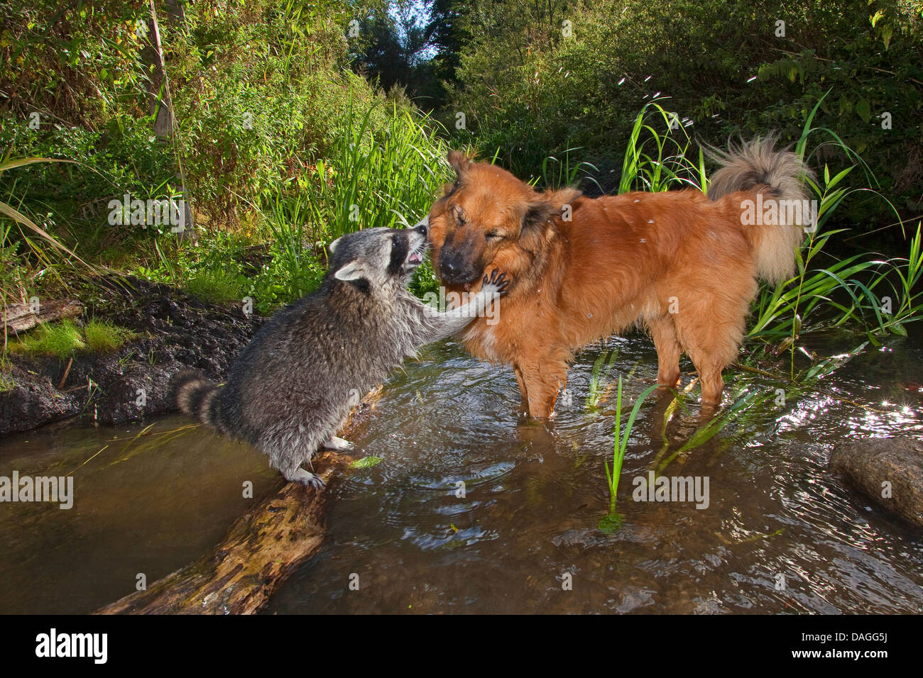 common raccoon (Procyon lotor), tame pup chummy with dog, playing ...