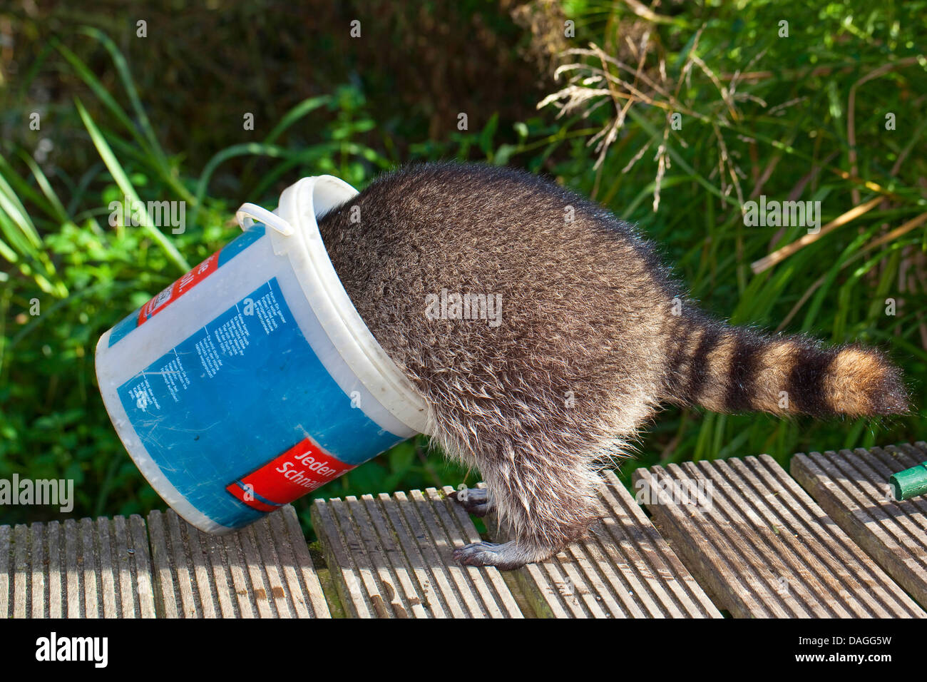 common raccoon (Procyon lotor), tame pup playing with a bucket in the ...