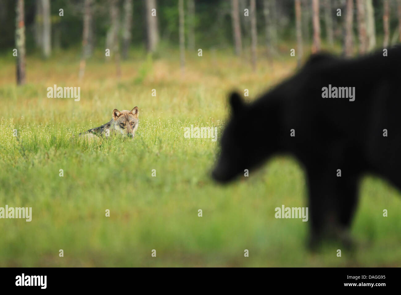 Kodiak wolf hi-res stock photography and images - Alamy