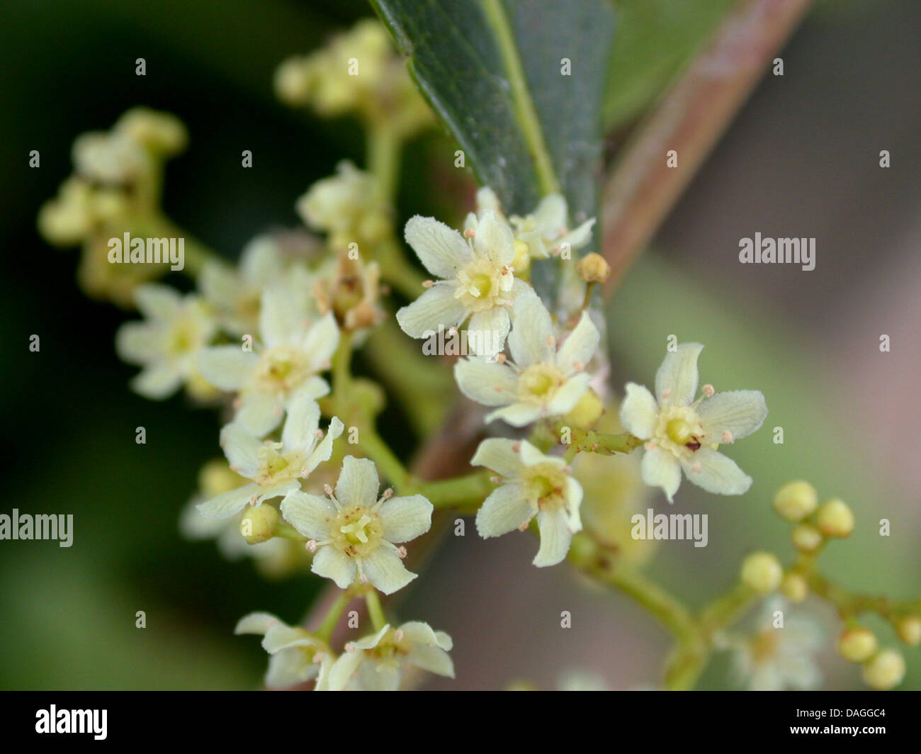 Catha edulis hi-res stock photography and images - Alamy