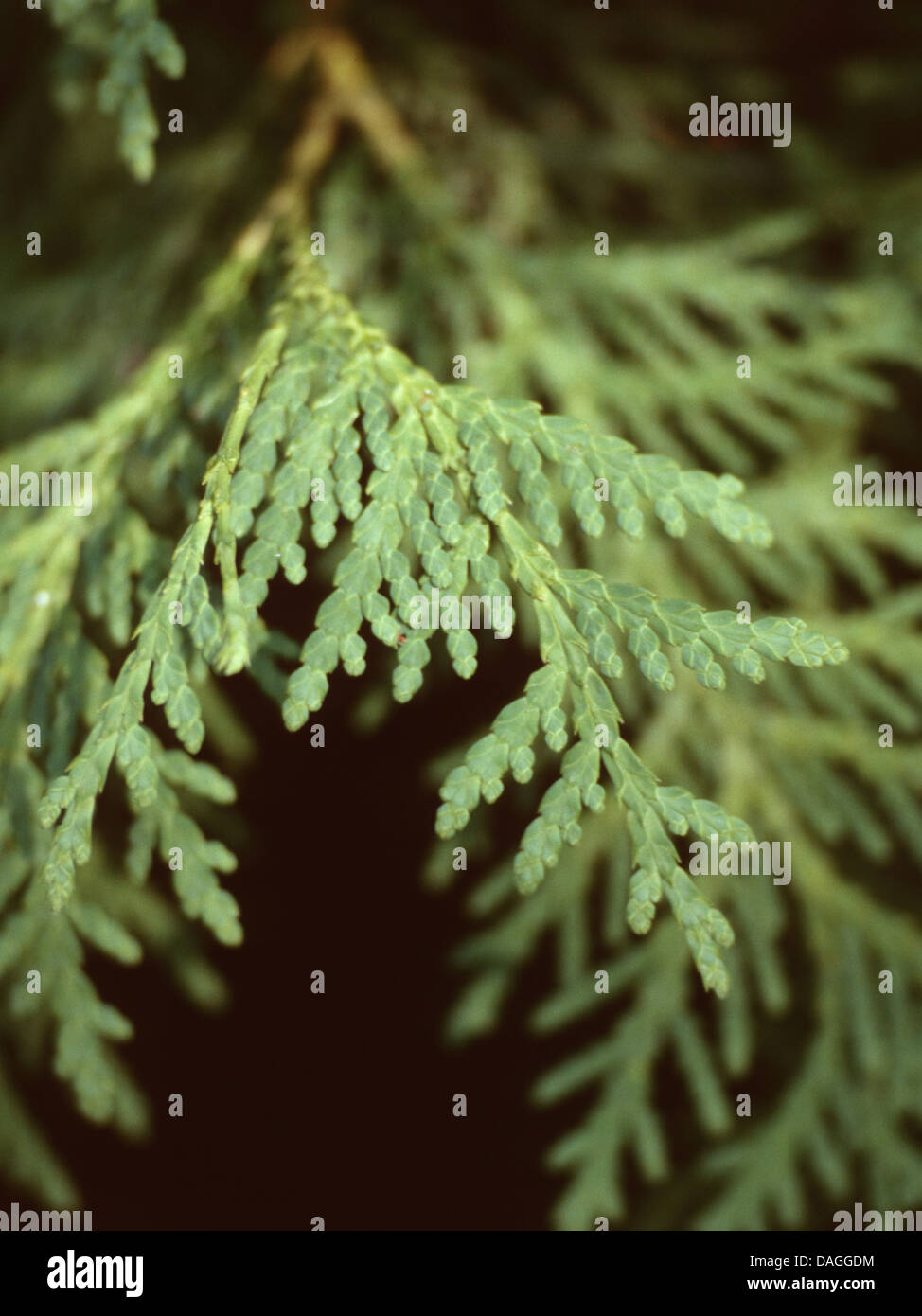 yellow cedar, eastern white cedar (Thuja occidentalis), branch Stock ...