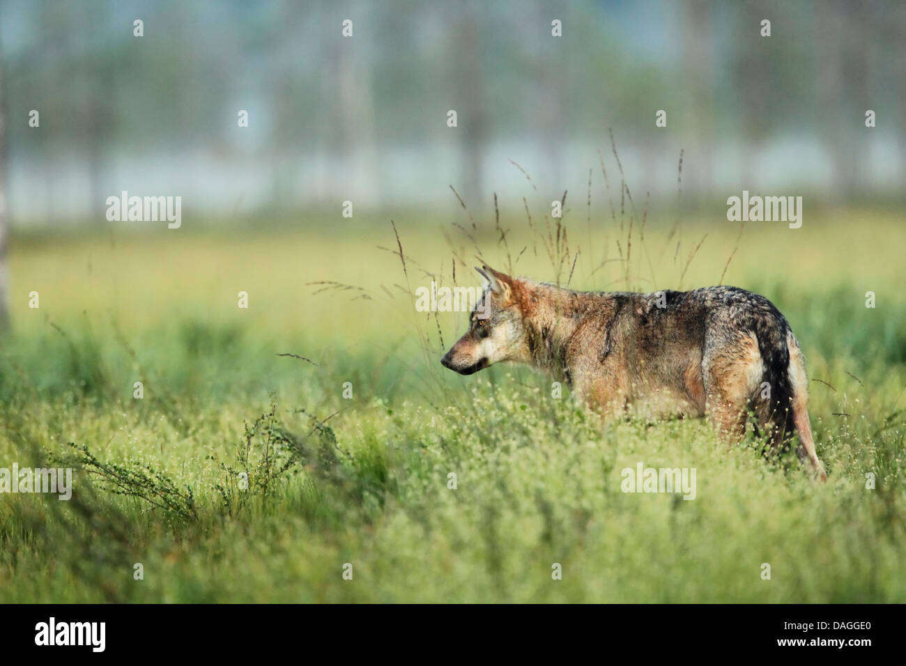 European grey wolf (Canis lupus) standing in a grassy meadow Stock ...