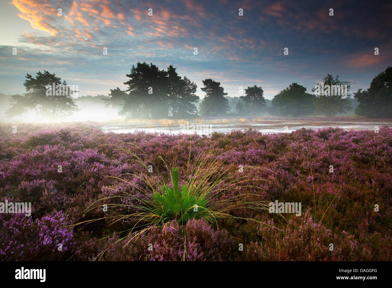 Common Heather, Ling, Heather (Calluna vulgaris), blooming heath in the ...