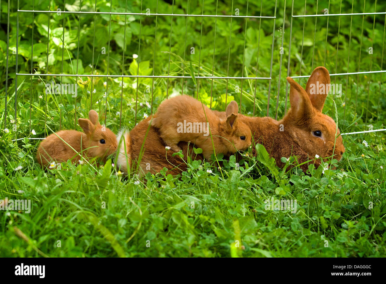 New Zealand red rabbit (Oryctolagus cuniculus f. domestica), two young ...