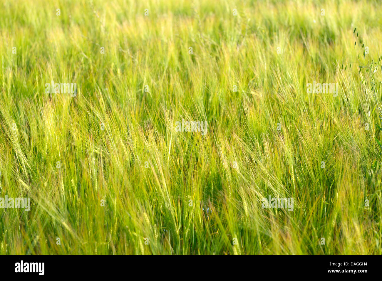 England barley hi-res stock photography and images - Alamy