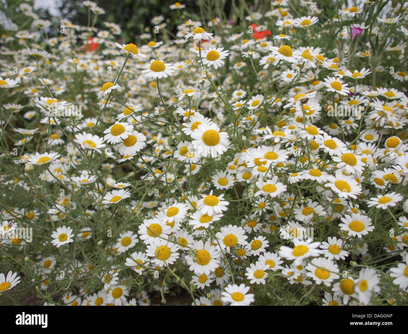 Common daisy Bellis Perennis Plantae Angiosperms Eudicots Asterids ...