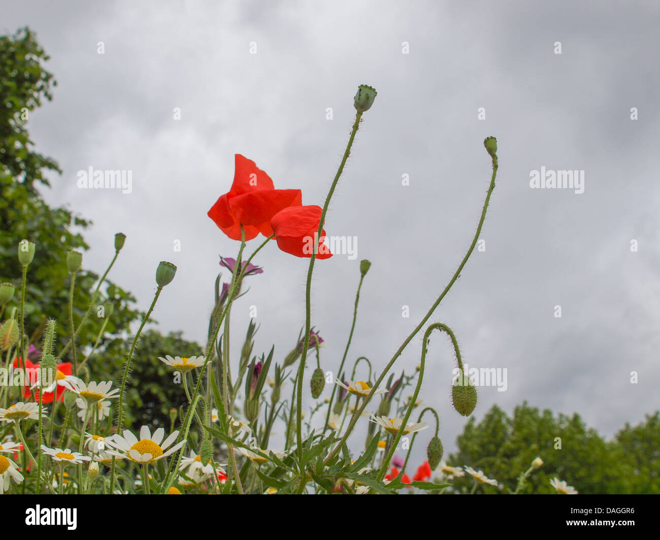 Poppy family hi-res stock photography and images - Alamy
