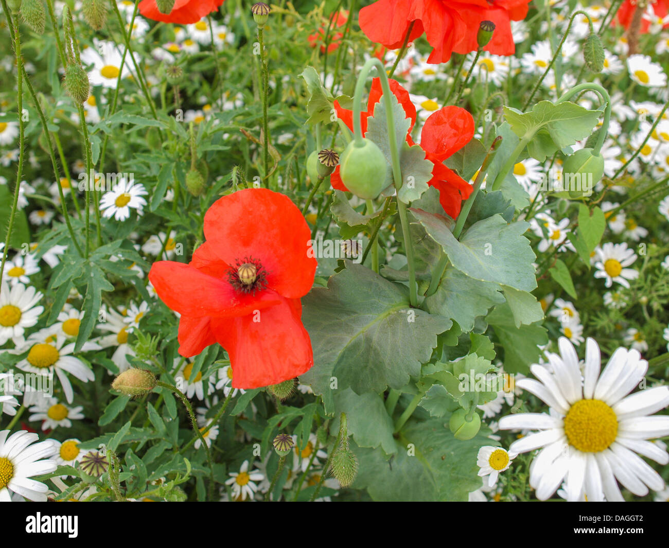 Papaver flower genus of the poppy family Papaveraceae Stock Photo - Alamy