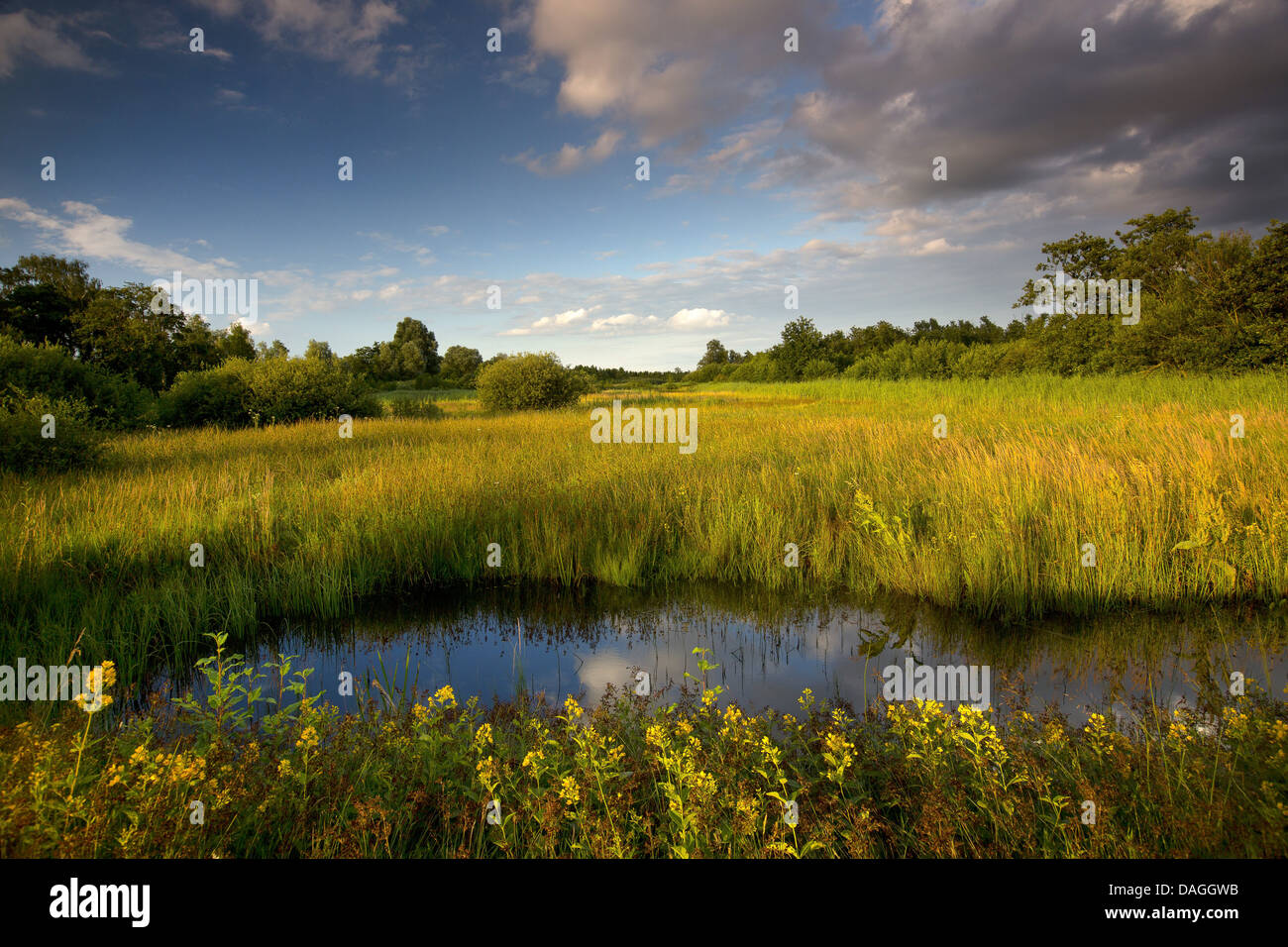 pond in De Zegge nature reserve, Netherlands Stock Photo - Alamy