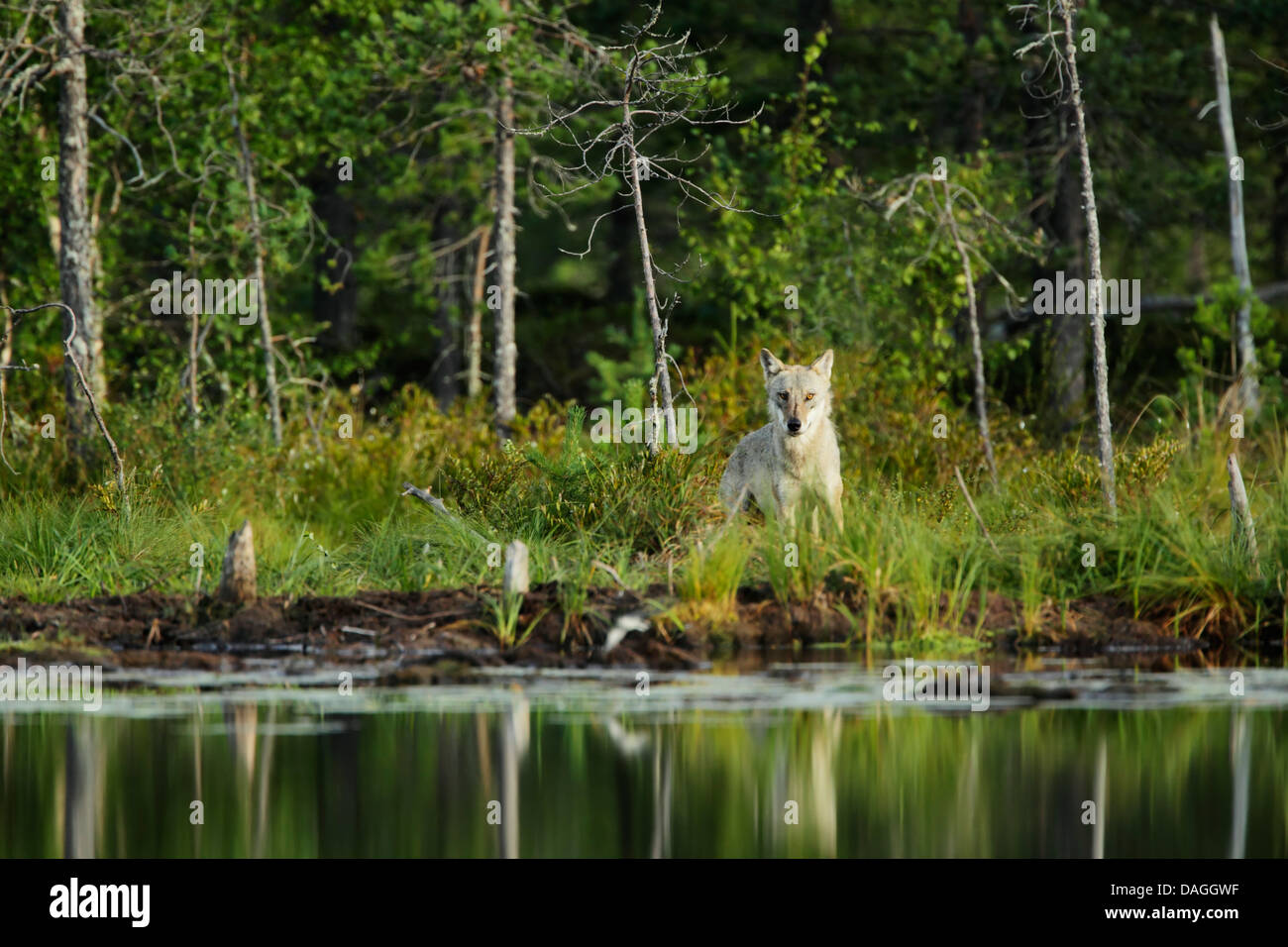 A pale European grey wolf (Canis lupus) standing among trees at the ...