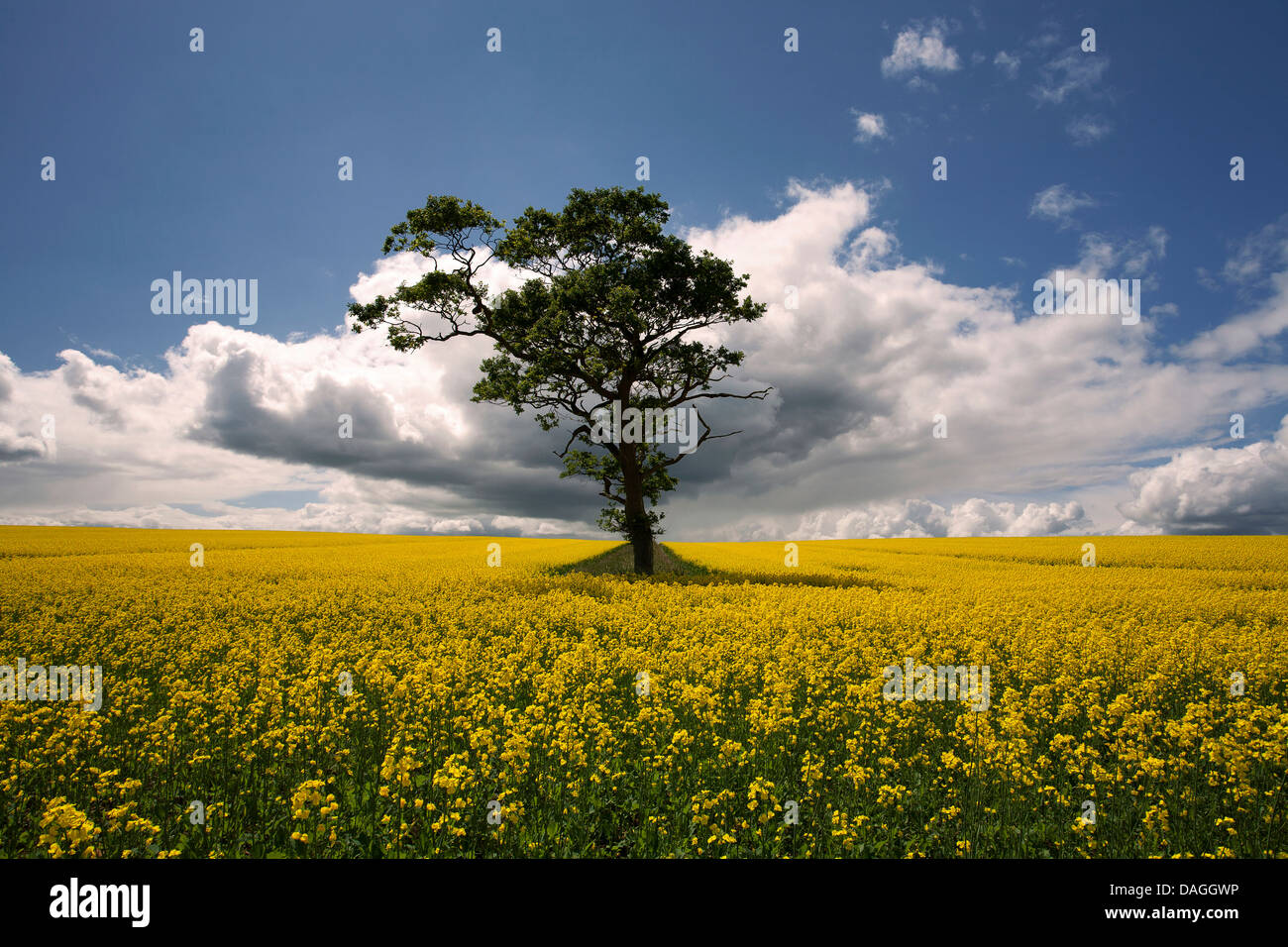 Canola oil seed tree hi-res stock photography and images - Alamy