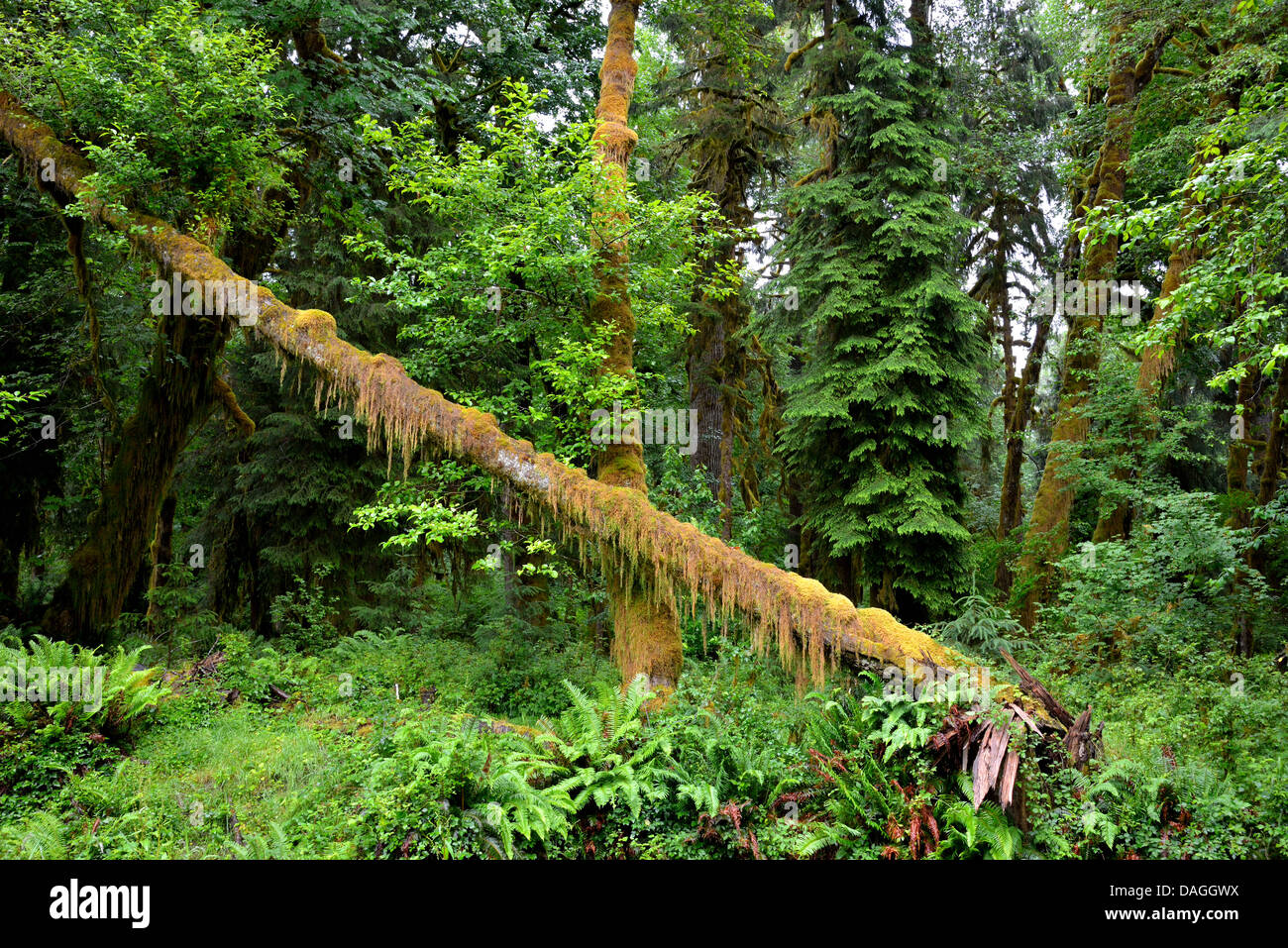 Moss draped down trees in rain forest. Olympic National Park ...