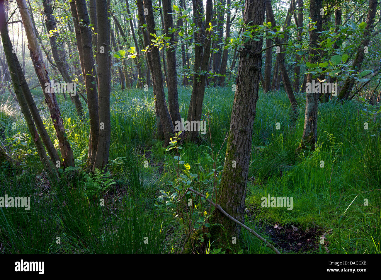 alder swamp forest , Belgium, Coolhembos Forest Reserve Stock Photo - Alamy