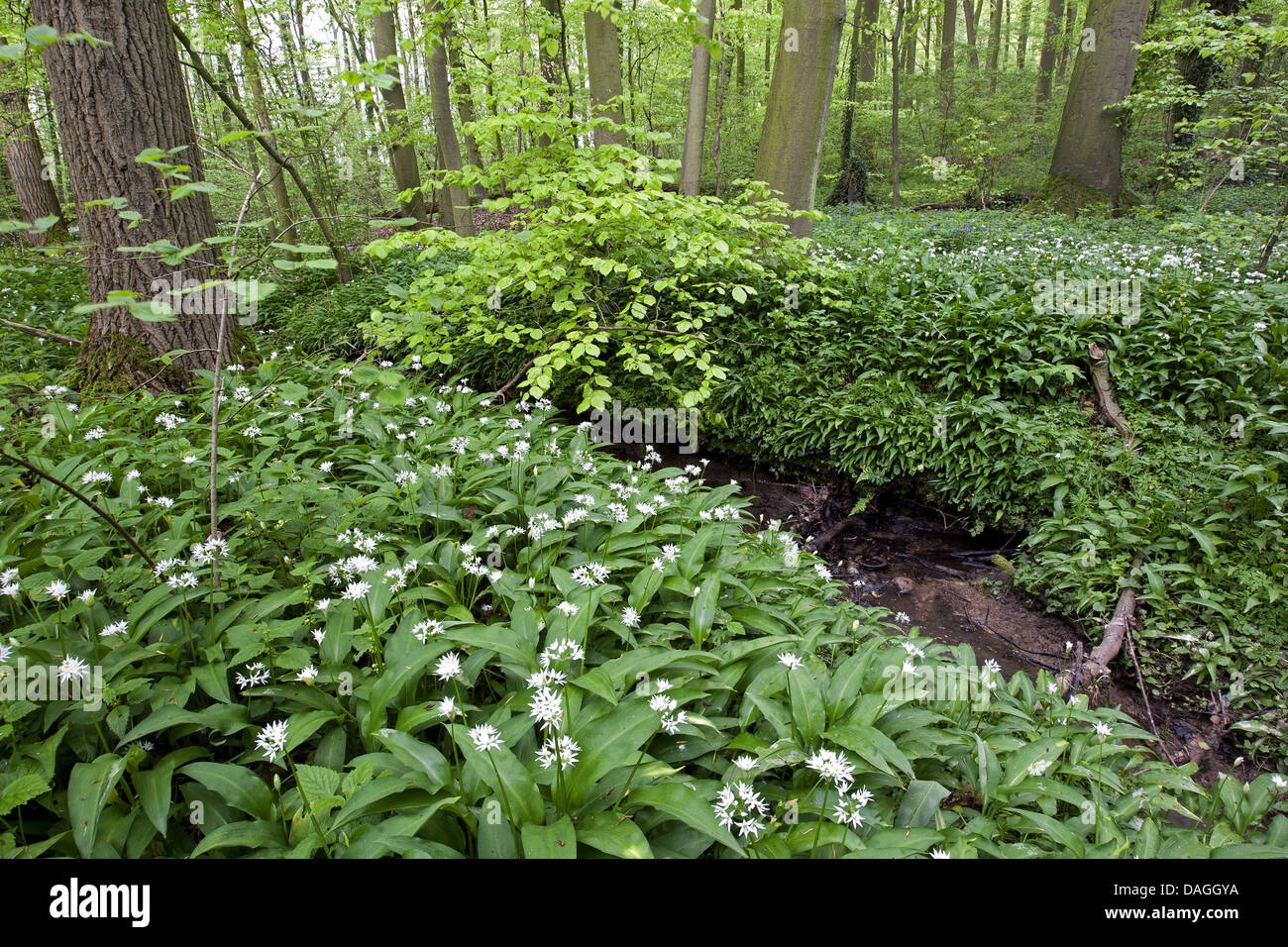 ramsons, buckrams, wild garlic, broad-leaved garlic, wood garlic, bear ...