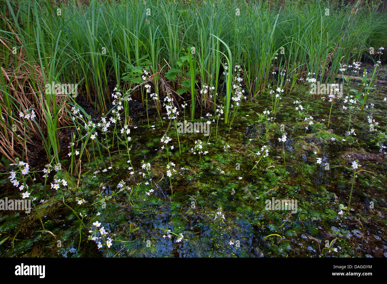 water-violet, water violet (Hottonia palustris), ditch with blooming ...