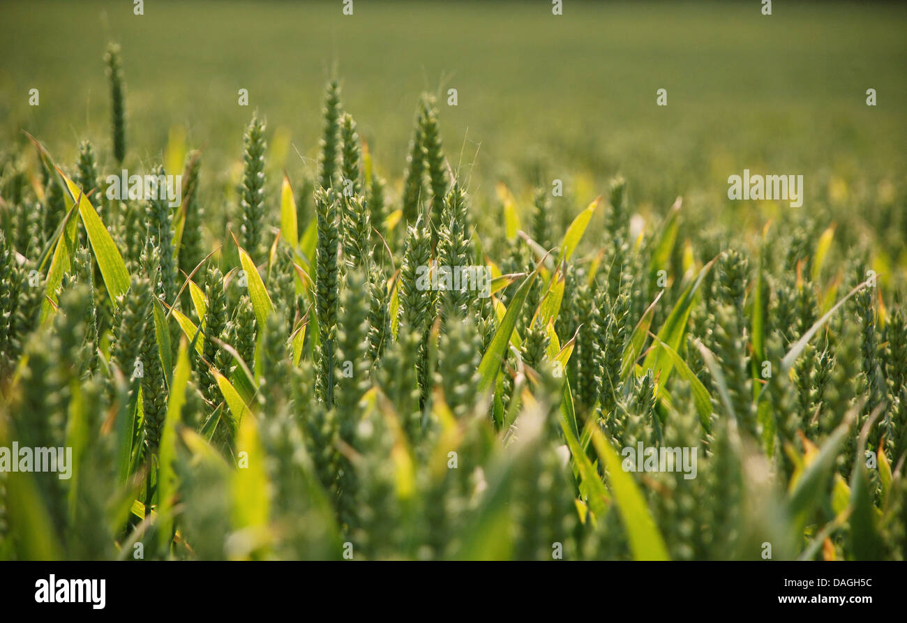 Ears of wheat backlit by the summer sun Stock Photo - Alamy