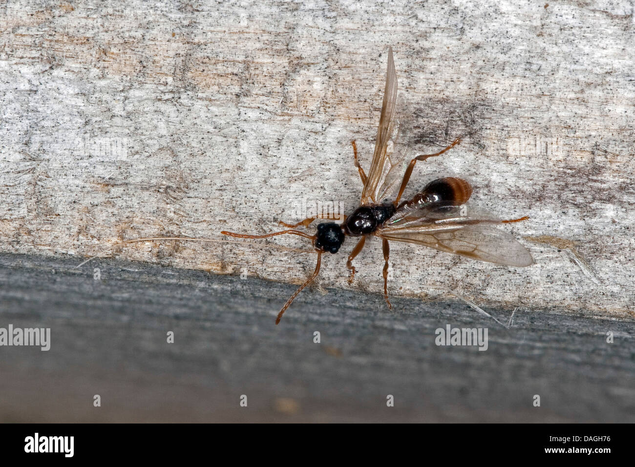 Fire ant hi-res stock photography and images - Alamy