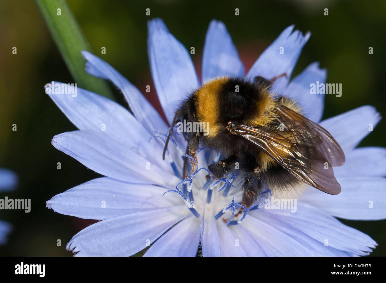 small garden bumble bee (Bombus hortorum), visiting a succory flower ...
