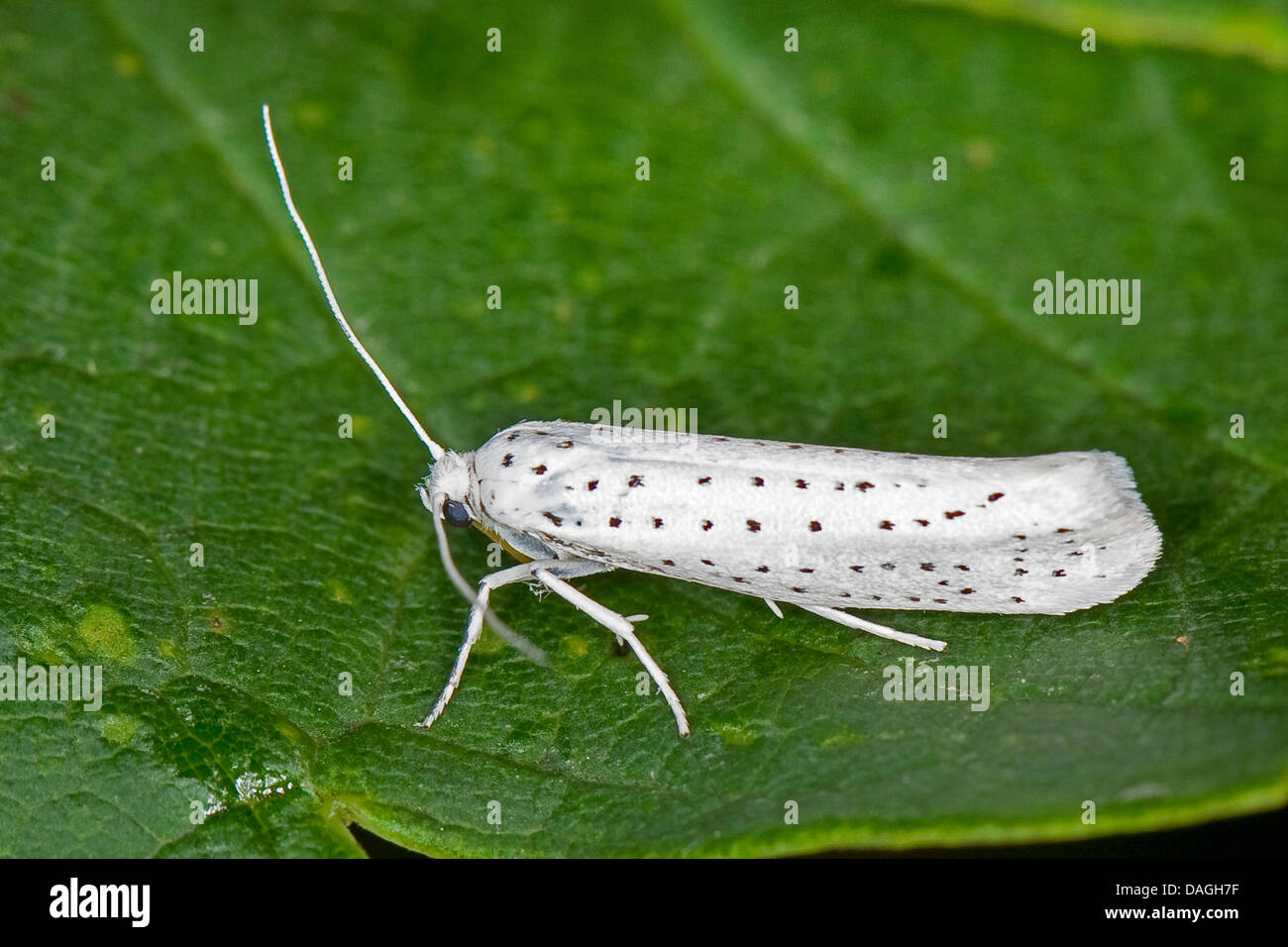 Bird cherry ermine moths hi-res stock photography and images - Alamy