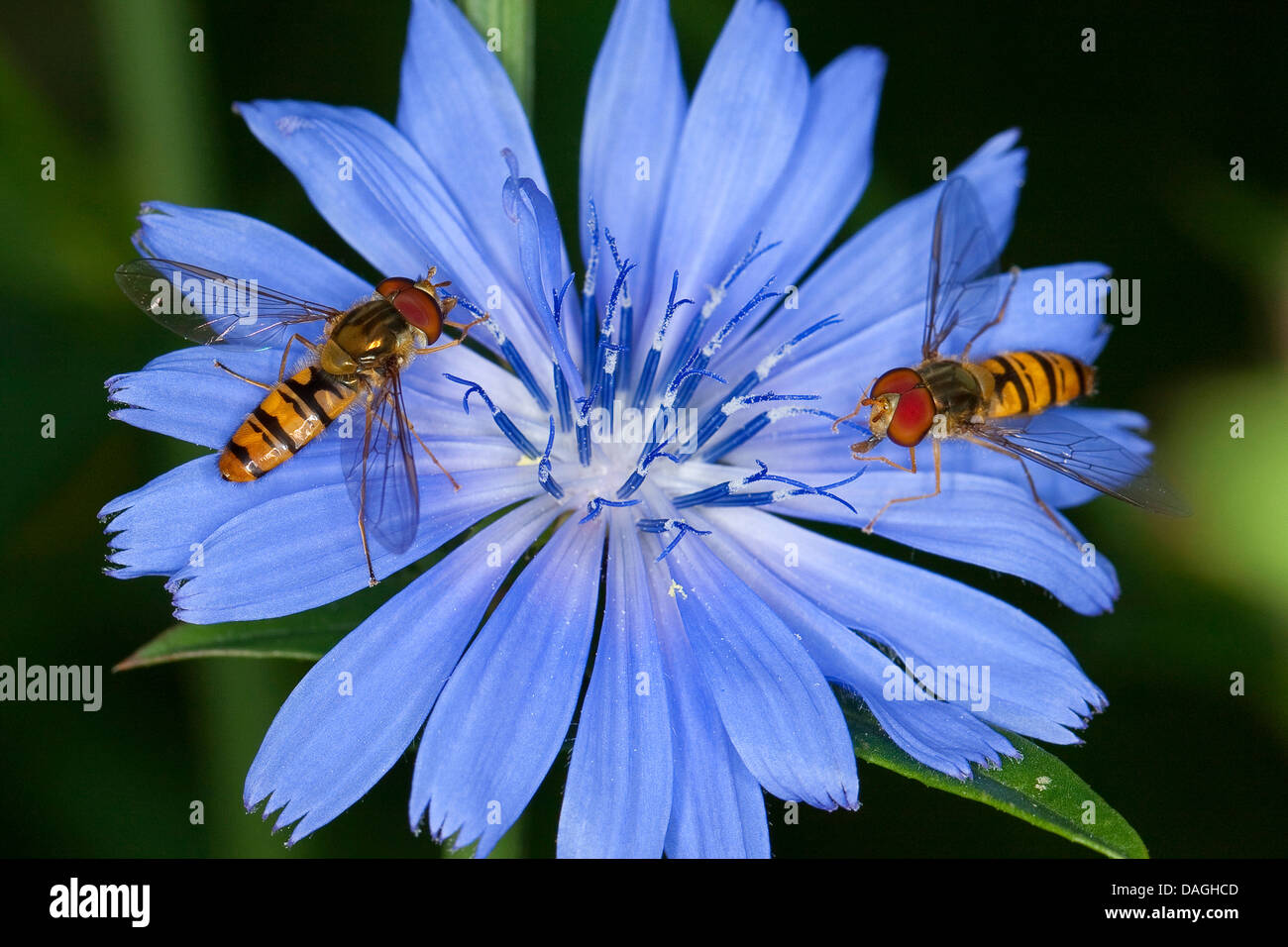 Visiting a succory flower hi-res stock photography and images - Alamy