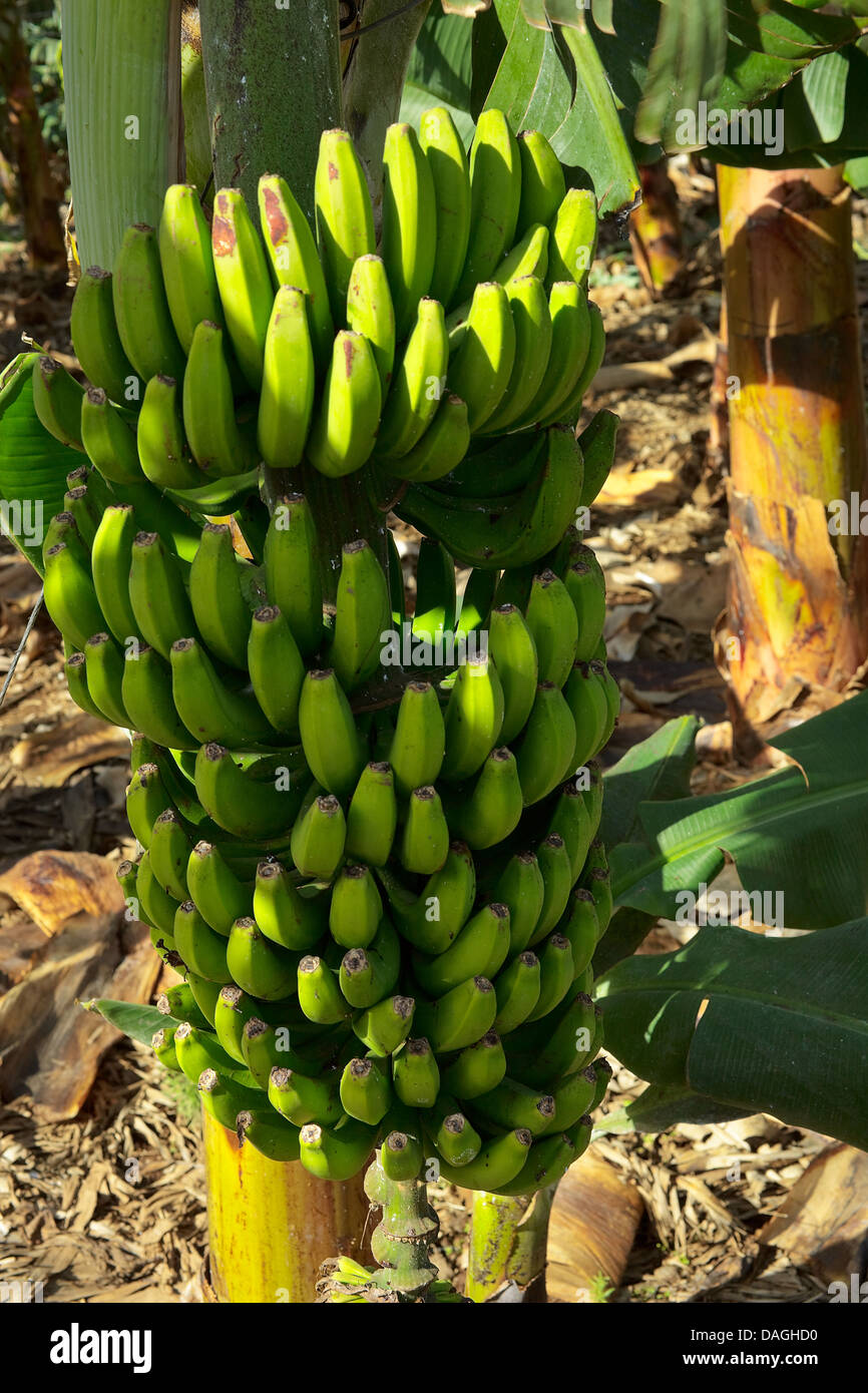 Agricultural landscape banana plantation hi-res stock photography and ...