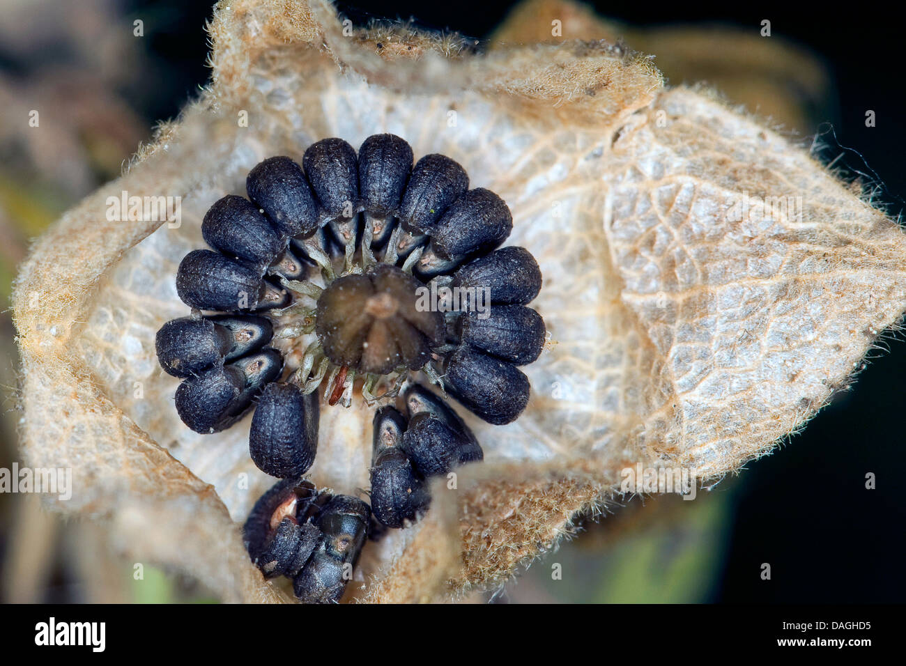 hollyhock mallow, large-flowered mallow, pink mallow, vervian ...