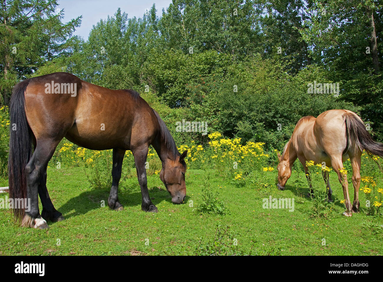 common ragwort, stinking willie, tansy ragwort, tansy ragwort (Senecio ...