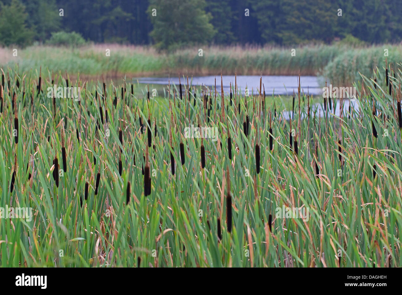 Native bulrushes hi-res stock photography and images - Alamy