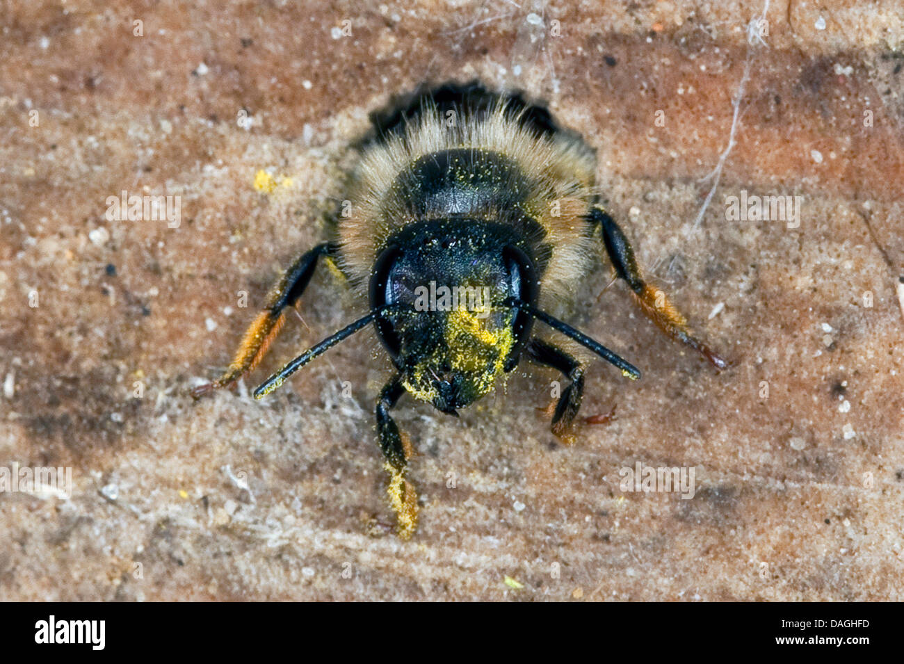 red mason bee (Osmia rufa, Osmia bicornis), at a hole of a nesting-aid ...