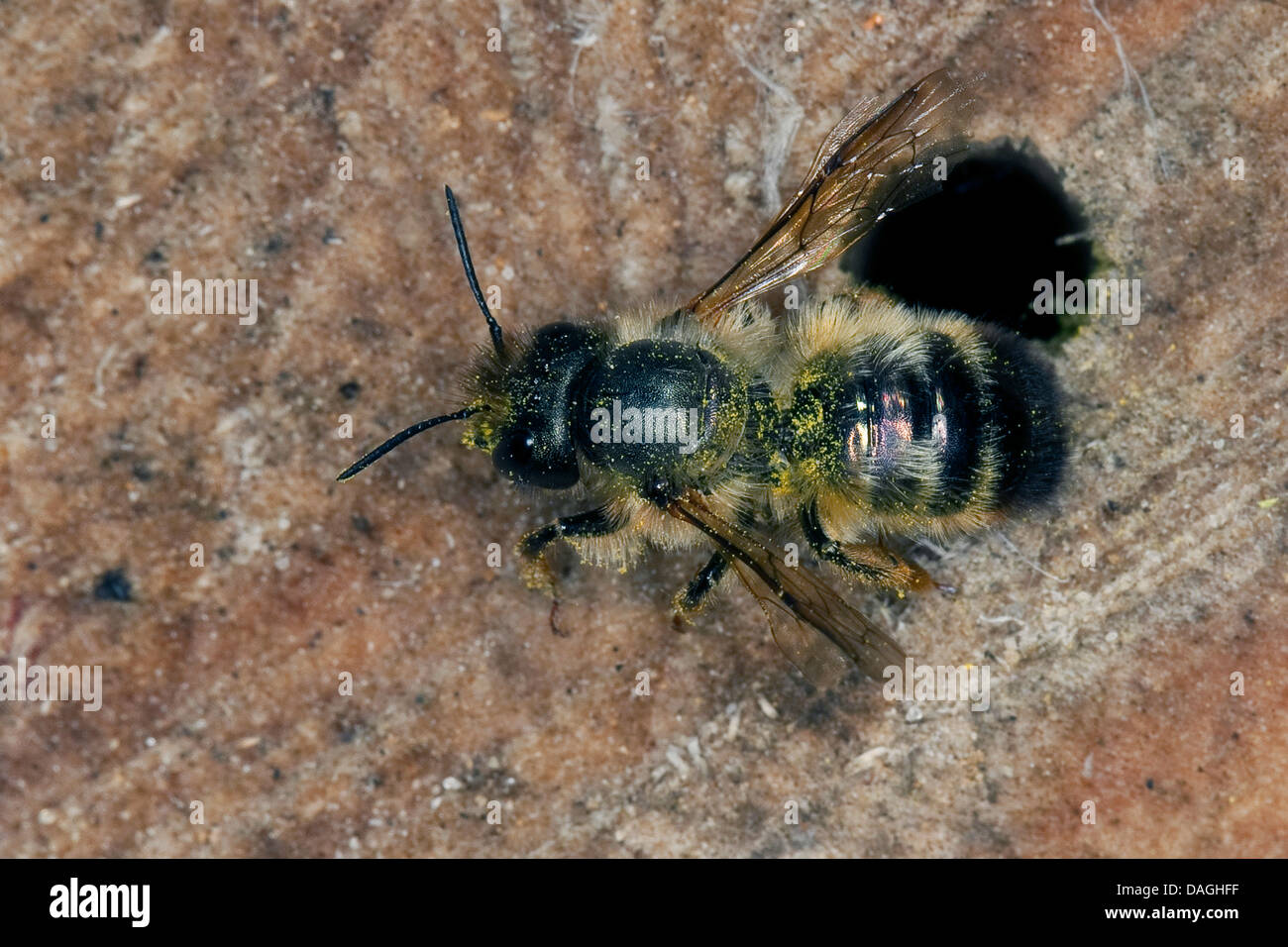 red mason bee (Osmia rufa, Osmia bicornis), at a hole of a nesting-aid ...