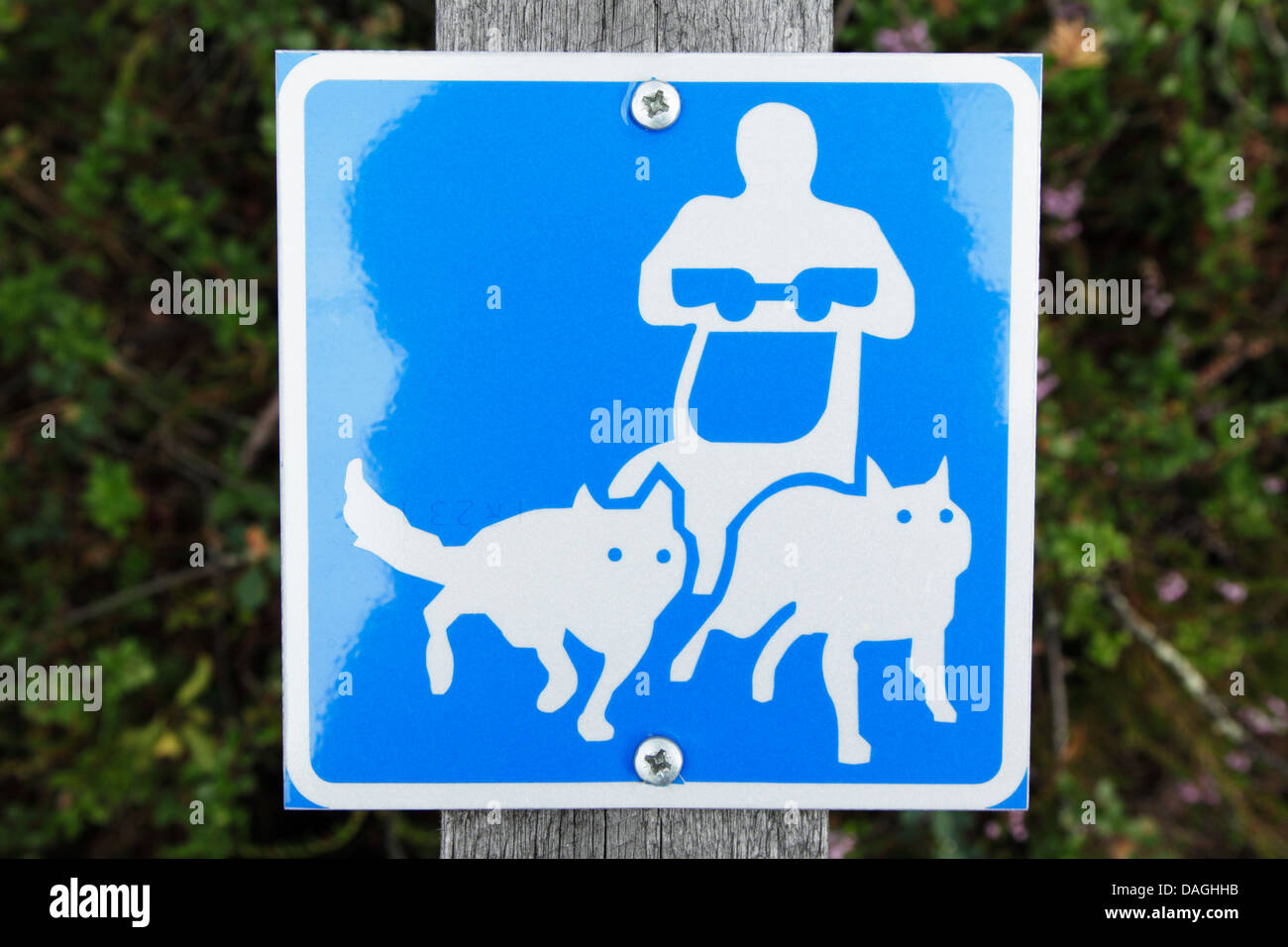 Square blue and white dog sled route sign, Finland Stock Photo - Alamy