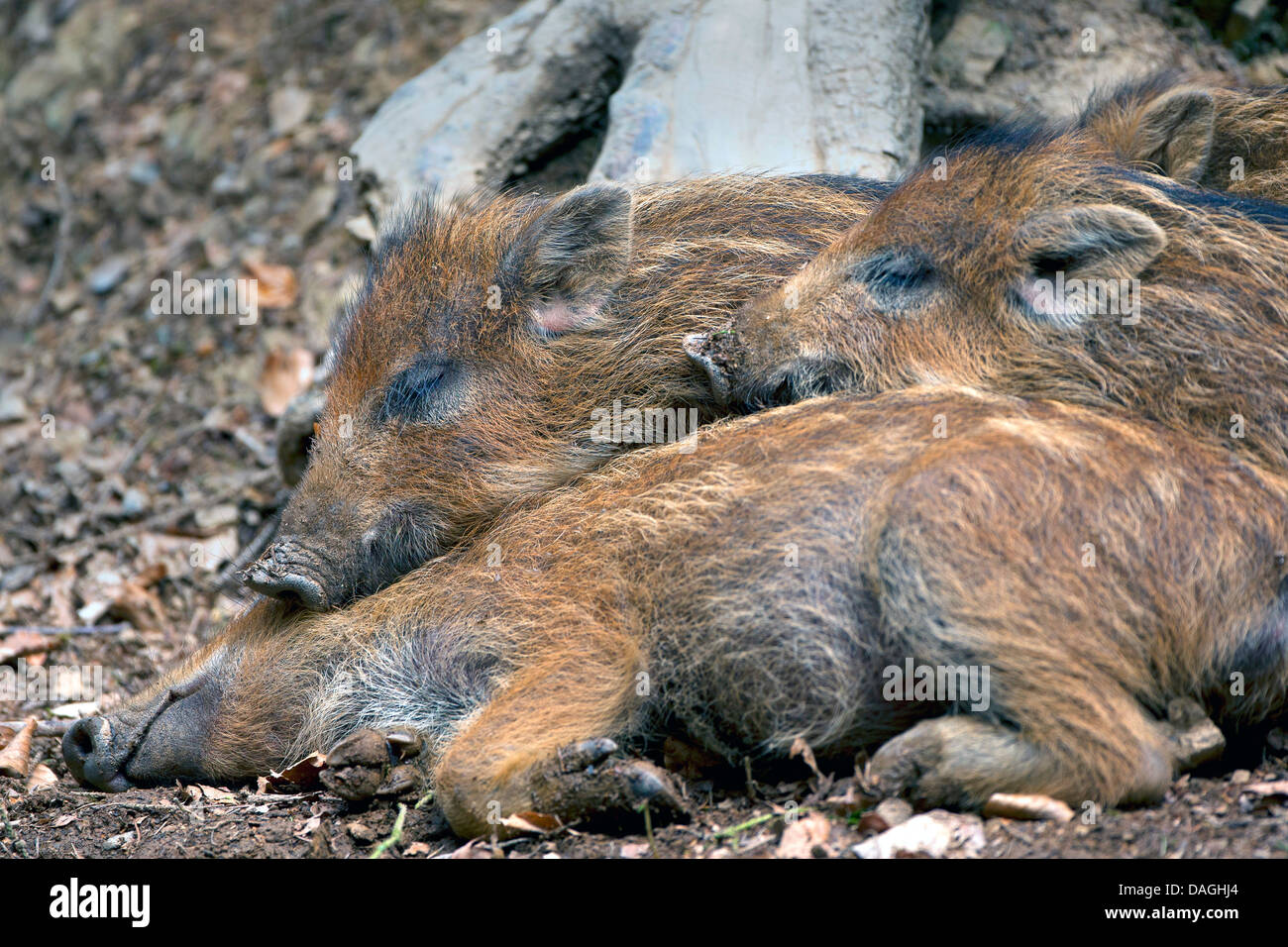 Sleeping pig boar hi-res stock photography and images - Alamy