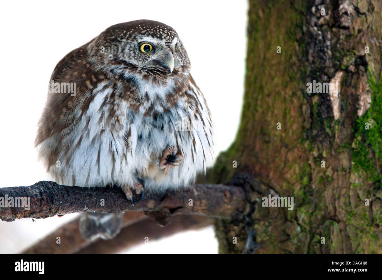 Glaucidium hi-res stock photography and images - Alamy