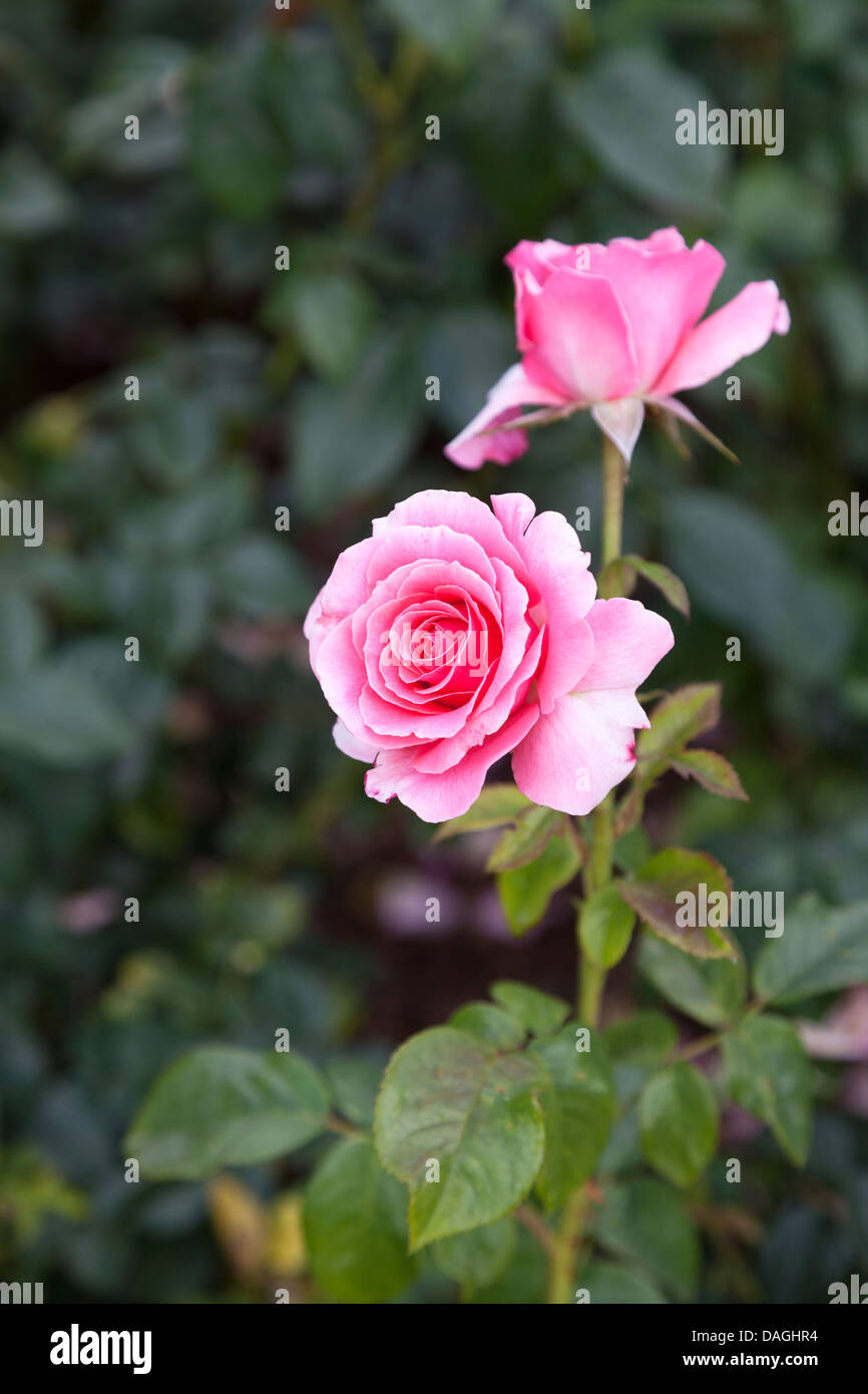 Floribunda rose tickled pink hi-res stock photography and images - Alamy