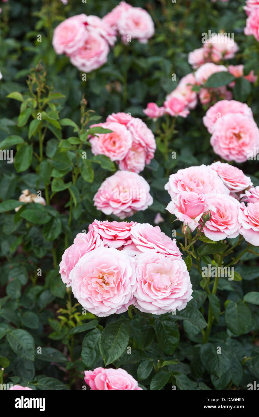 "Tickled Pink" roses blooming at Royal Horticultural Society gardens in ...