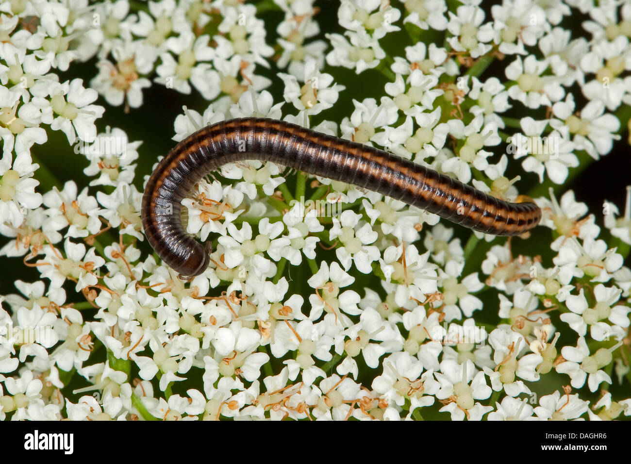 Striped Millipede, Striped-Millipede (Ommatoiulus sabulosus), on white ...