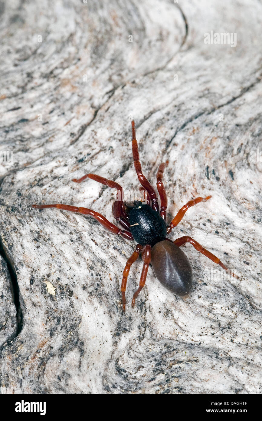 Woodlouse Spider