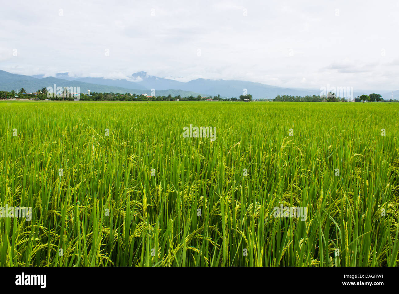 Rice field in the mountain hi-res stock photography and images - Alamy