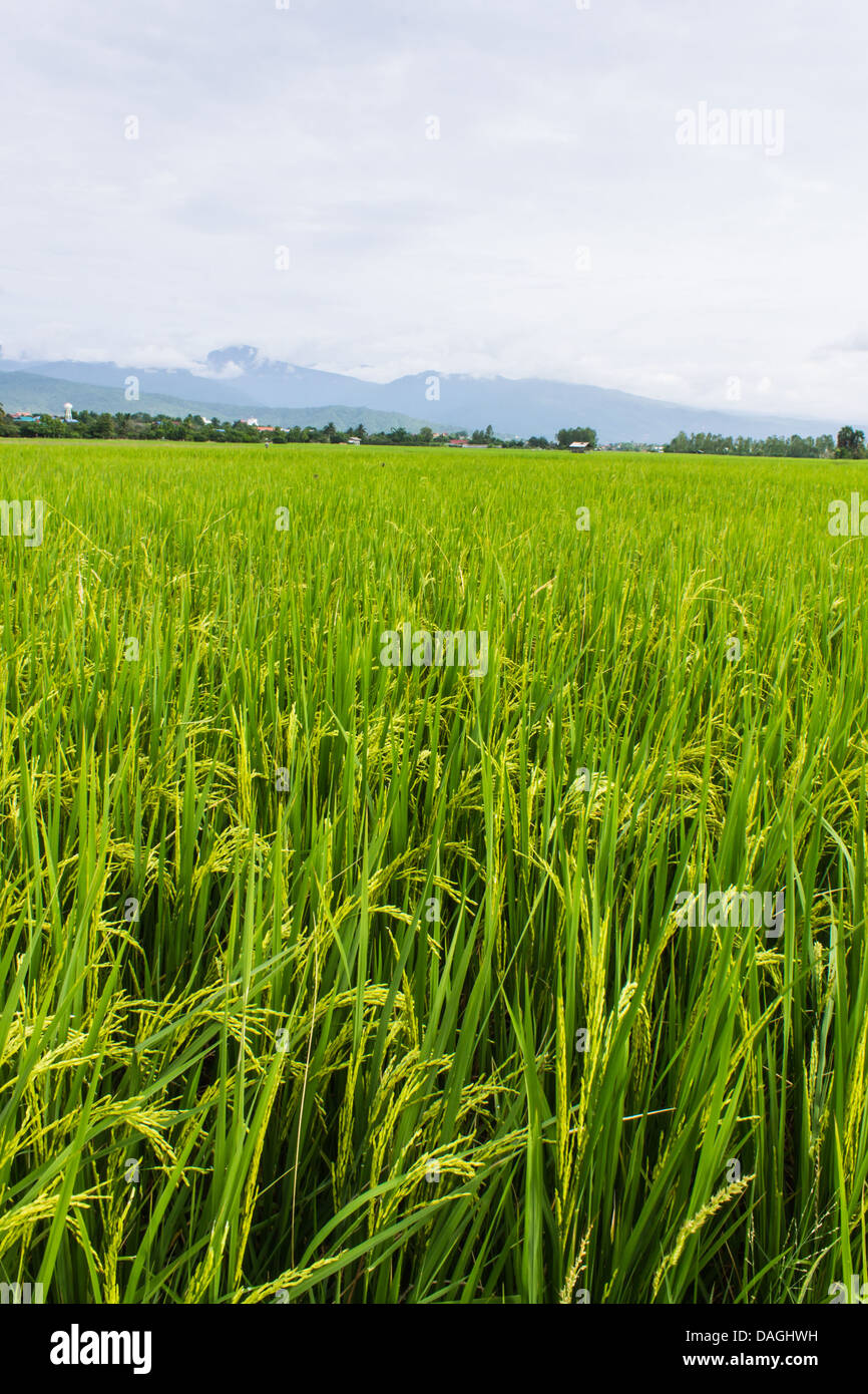 Green mountain terrain hi-res stock photography and images - Alamy